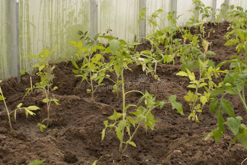 Tomato Saplings in the Greenhouse in the Spring. Tomato Seedlings Grown ...