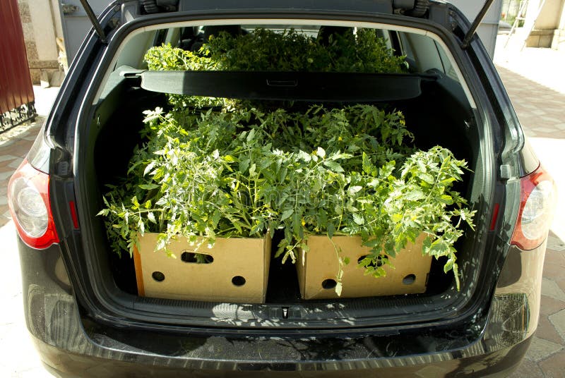 Tomato Seeding in a Car Trunk Stock Image - Image of ecological ...