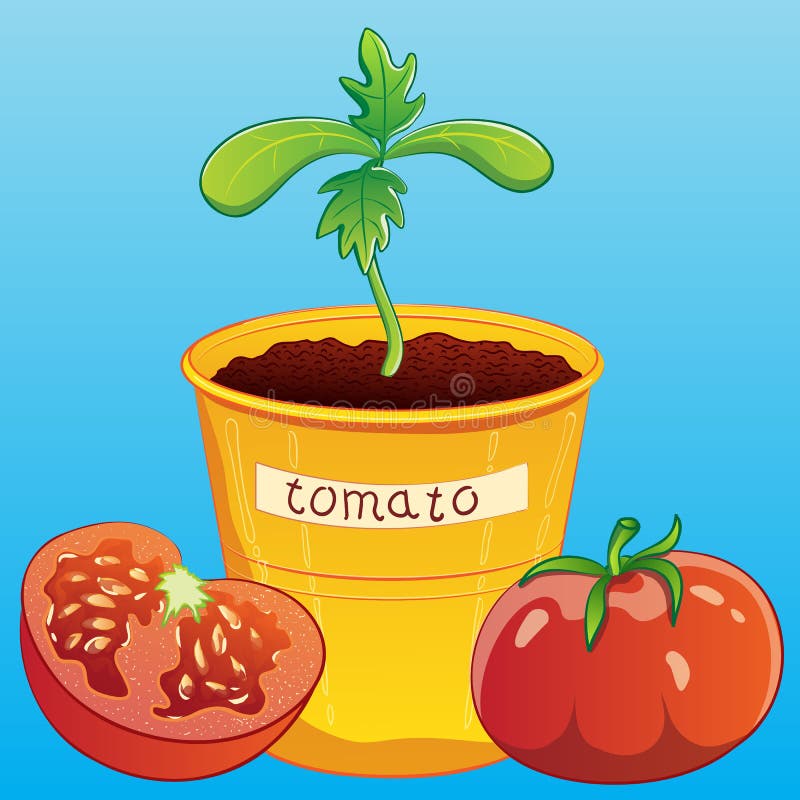 Tomato seedling in the cup stock illustration. Illustration of growing ...