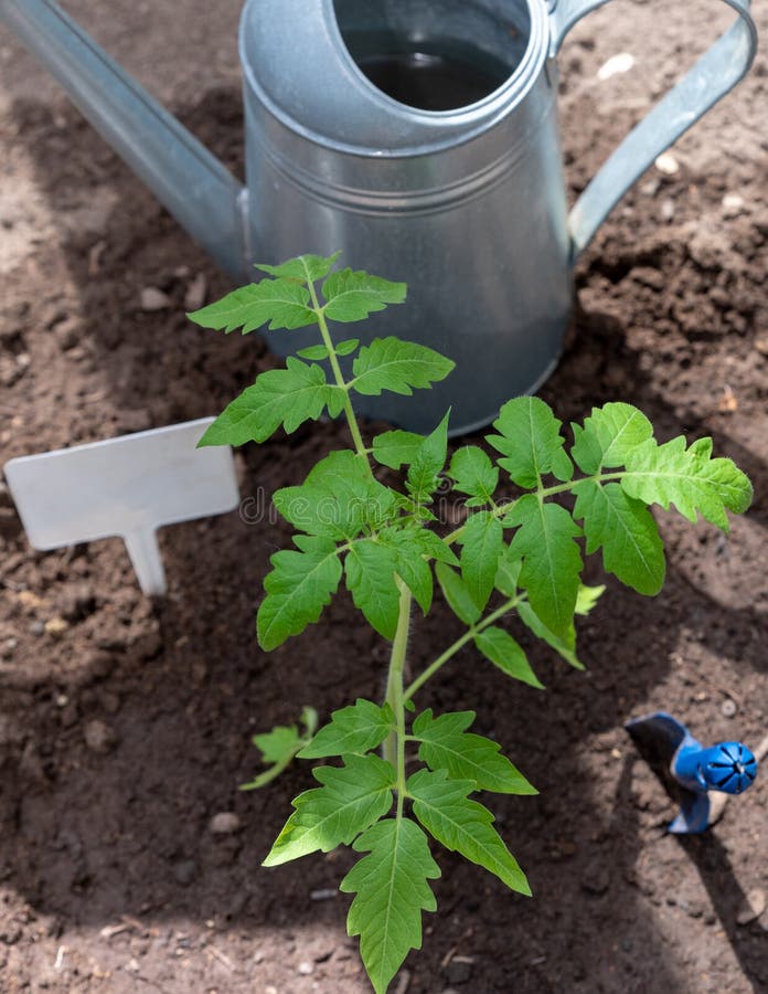 Tomato Seedling with Garden Tools. Close Up Stock Photo - Image of ...