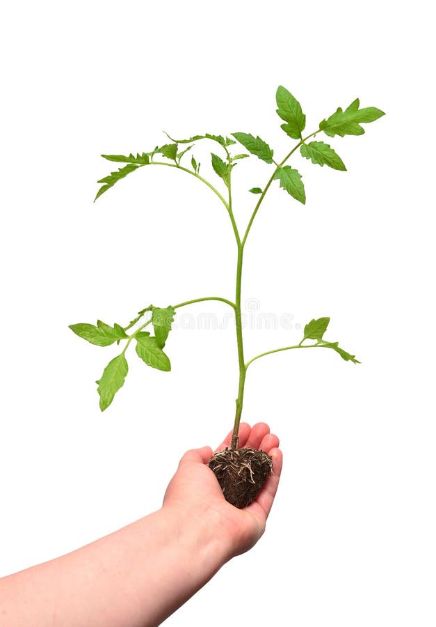Tomato Plant Roots White Background Stock Photos - Free & Royalty-Free ...