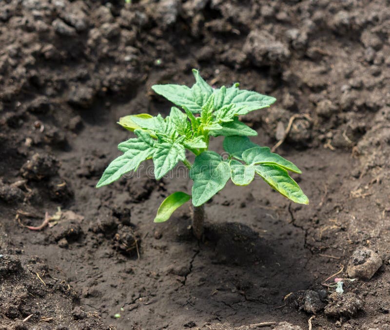 Tomato Seedling in the Ground in Spring. Stock Photo - Image of ...