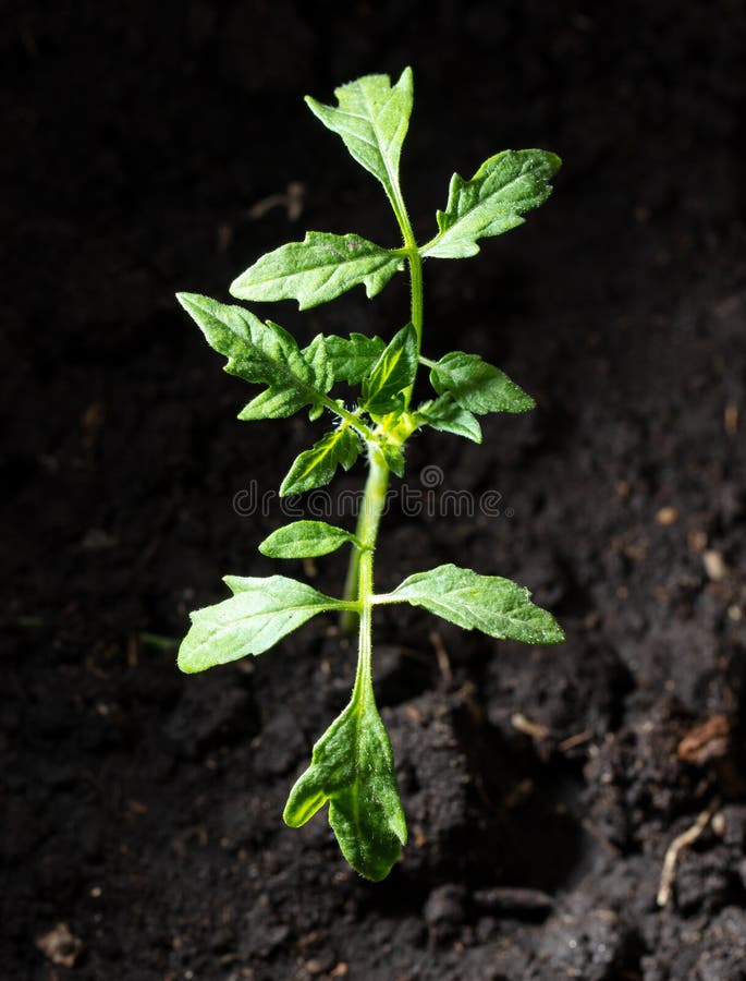 Tomato Seedling in the Ground in Spring. Stock Image - Image of ...