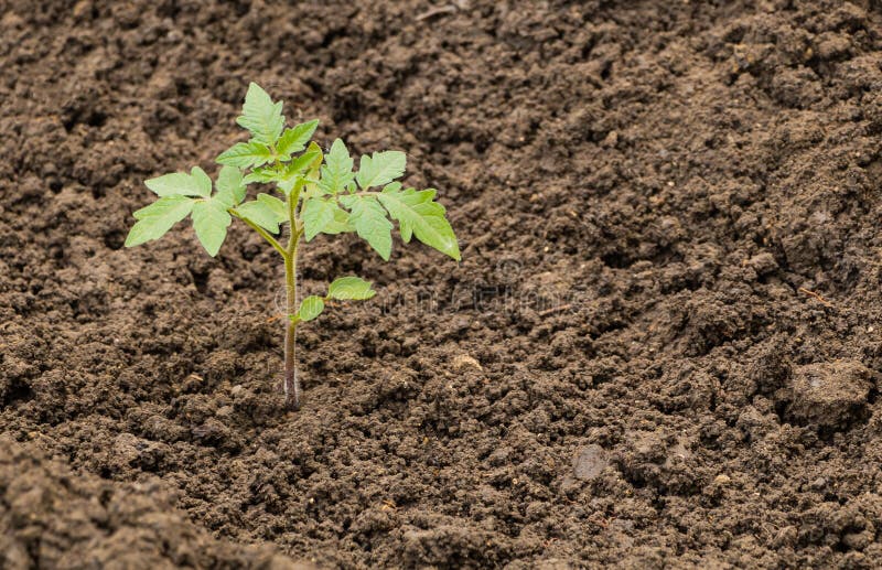 Tomato Seedling Growing in Garden in Process of Development Stock Photo ...