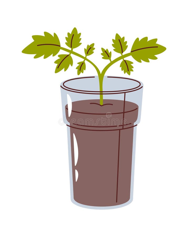 Tomato Seedling Growing in Glass Stock Vector - Illustration of drawn ...