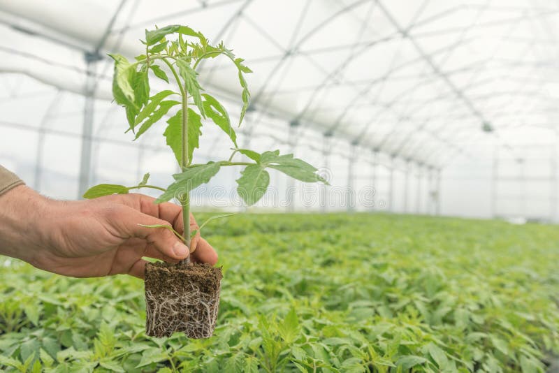 Tomato Seedling in the Hand of Agriculture, with Visible Root. Stock ...