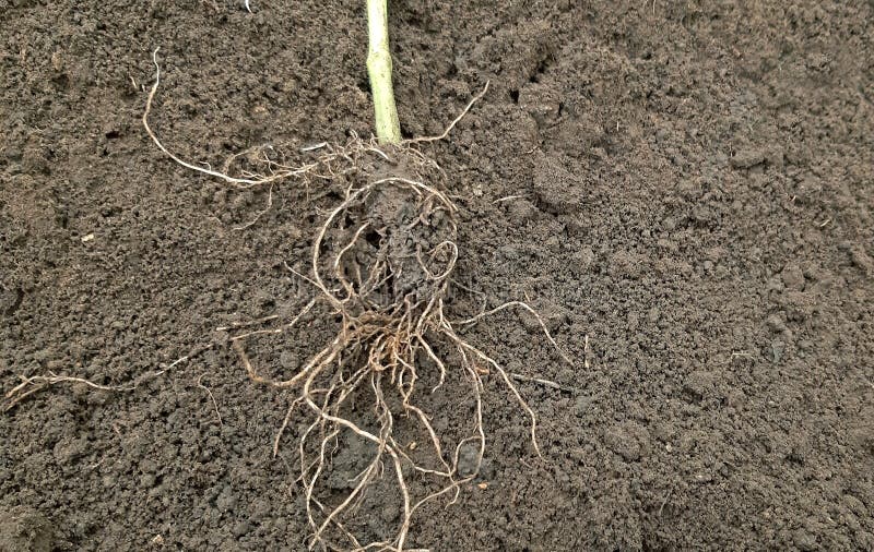 A Tomato Seedling Roots. How To Plant Tomatoes Concept Stock Image ...