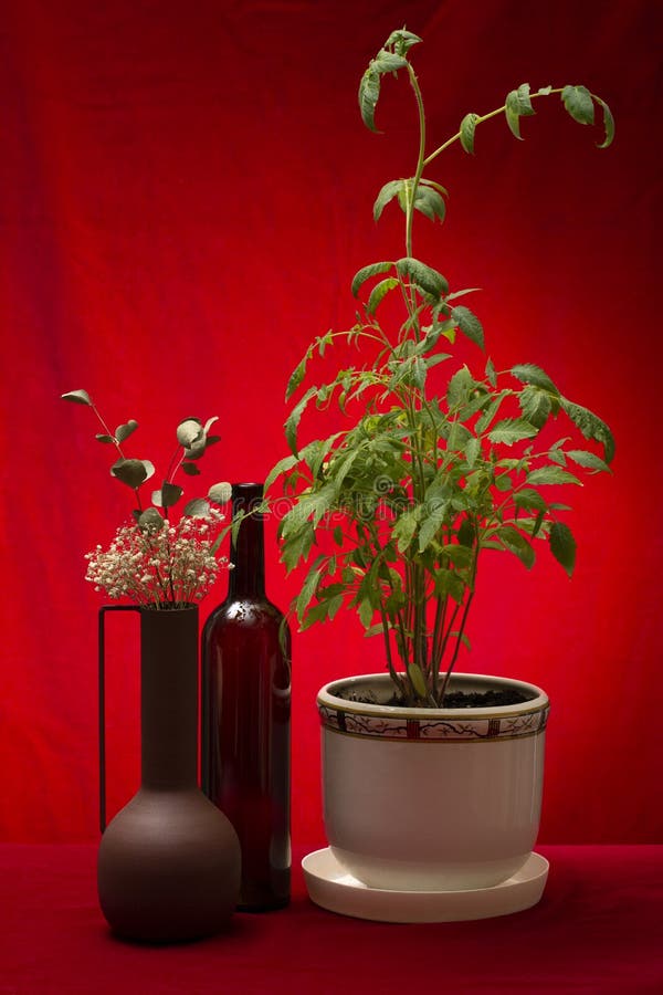 A Tomato Seedling, a Vase with Flowers and a Bottle on a Red Background ...