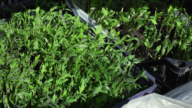 Tomato Seedlings in a Box, Ready for Planting. Stock Footage - Video of ...