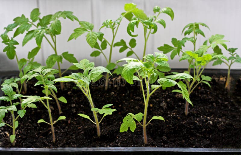 Tomato seedlings in boxes. stock image. Image of bedding - 84246499