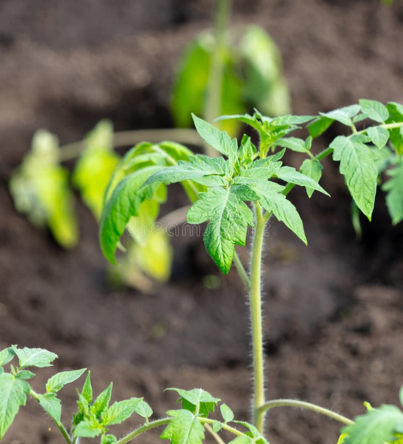 Tomato Seedlings in the Garden in Spring Stock Photo - Image of garden ...