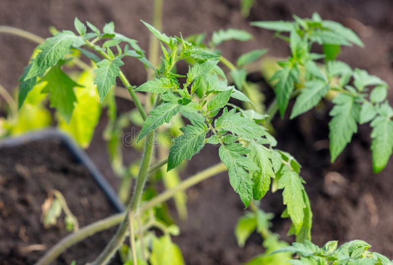 Tomato Seedlings in the Garden in Spring Stock Photo - Image of organic ...