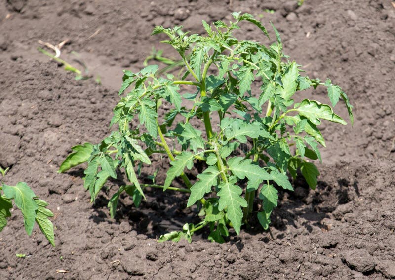 Tomato Seedlings in the Ground in the Garden. Stock Photo - Image of ...