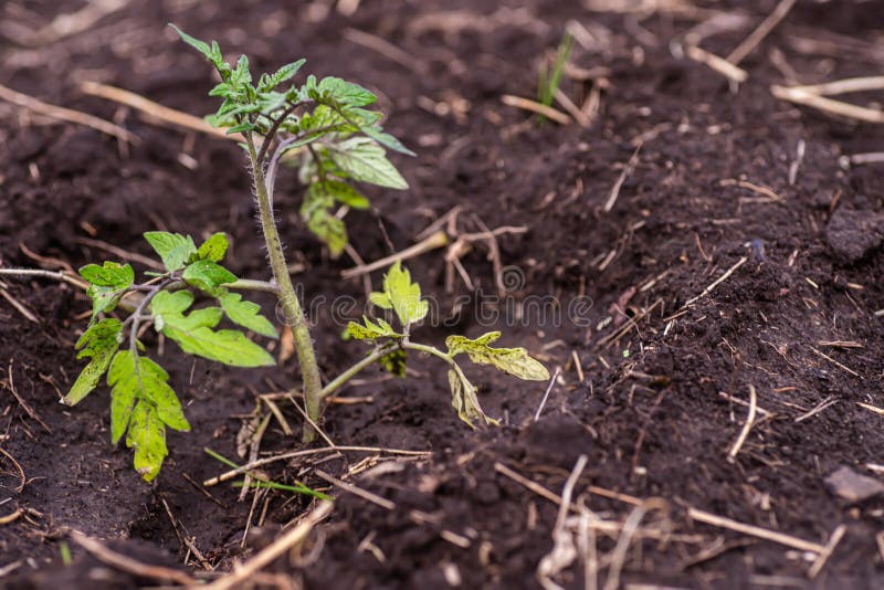 Tomato Seedlings in the Ground. Selective Focus. Nature. Stock Photo ...
