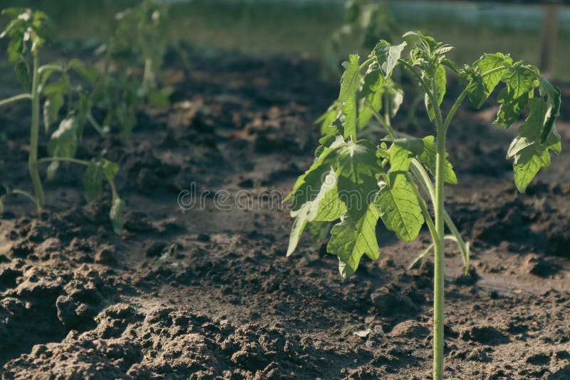 Tomato Seedlings Grow in Open Ground. Vegetable Garden in the Backyard ...