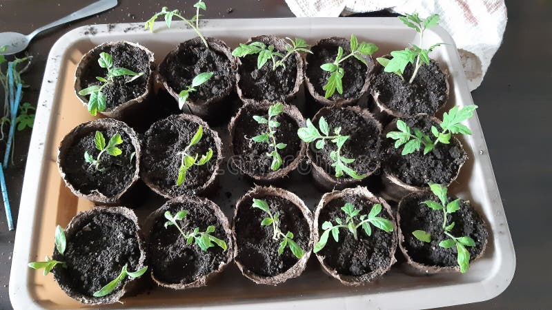 Tomato Seedlings Growing in Biodegradable Pots on a Table during Early ...
