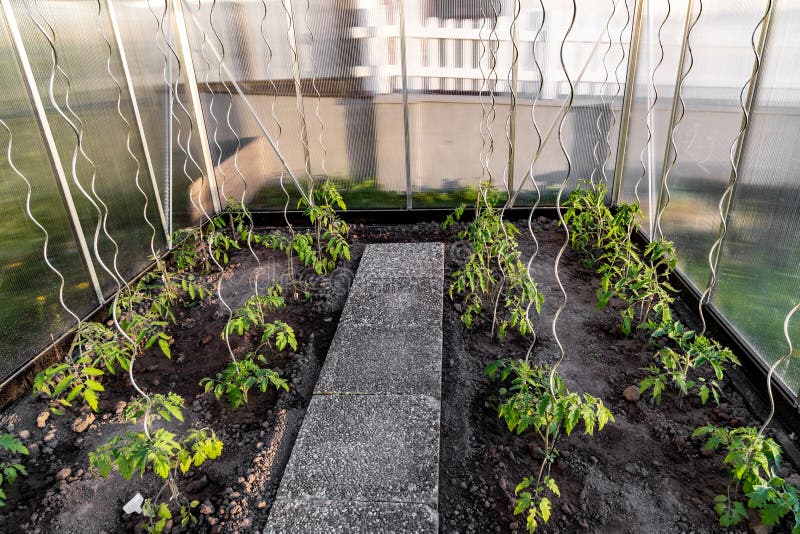Tomato Seedlings Planted in a Greenhouse Stock Photo - Image of earth ...