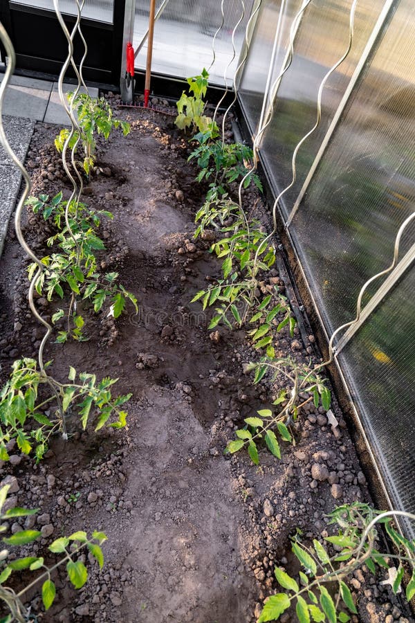 Tomato Seedlings Planted in a Greenhouse Stock Photo - Image of planted ...