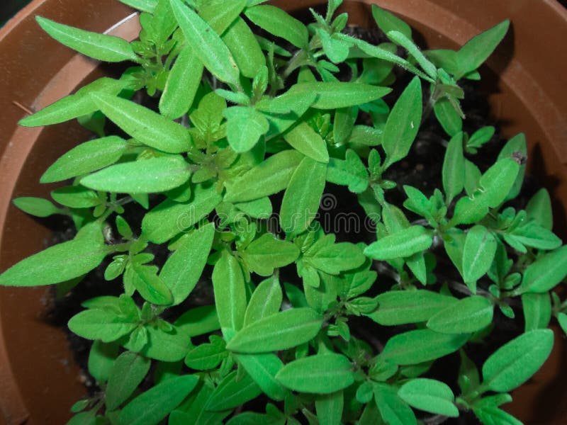 Tomato Seedlings in Round Pot, Flat Lay Stock Photo - Image of green ...