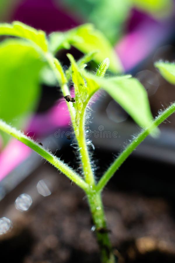 Tomato Seedlings in the Spring. Seedlings of Tomatoes Grown for the ...