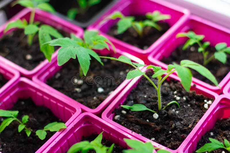 Tomato Seedlings in the Spring. Seedlings of Tomatoes Grown for the ...