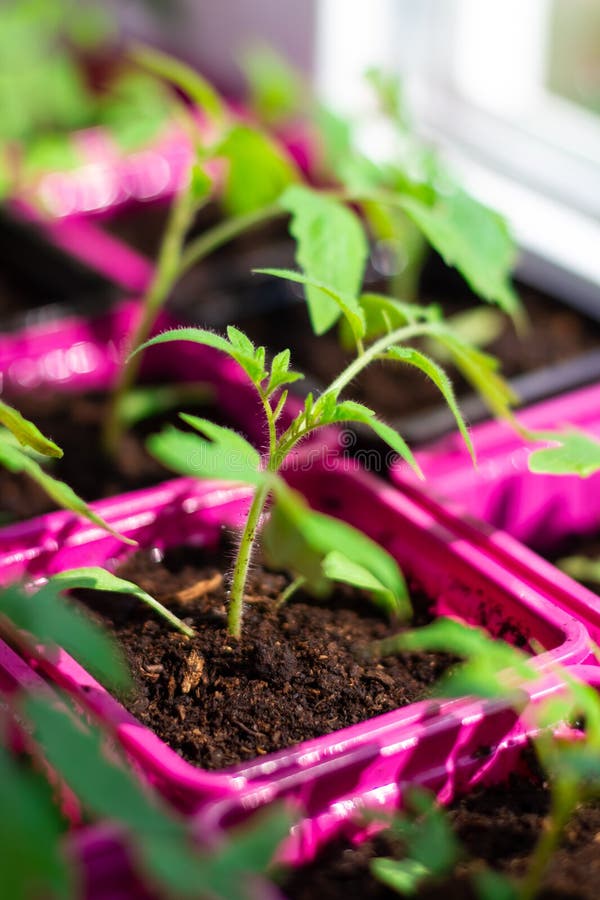 Tomato Seedlings in the Spring. Seedlings of Tomatoes Grown for the ...