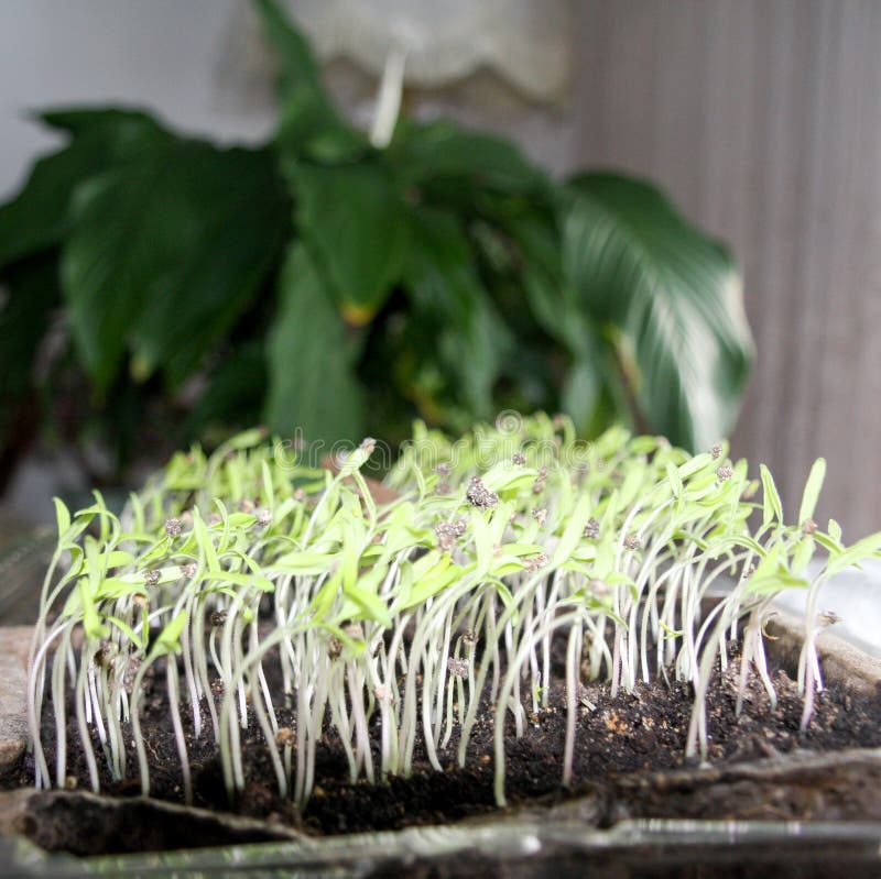 Tomato Seedlings Sprouting Out Stock Photo - Image of grow, nature ...