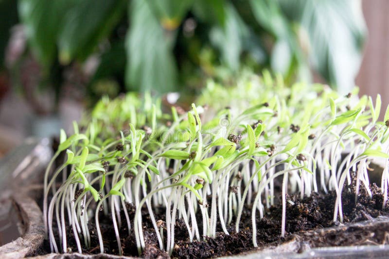 Tomato Seedlings Sprouting Out Stock Photo - Image of shoot, closeup ...
