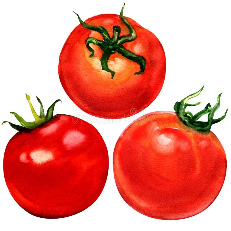 Watercolor Tomatoes and Sliced Tomato Vegetables Isolated Stock ...