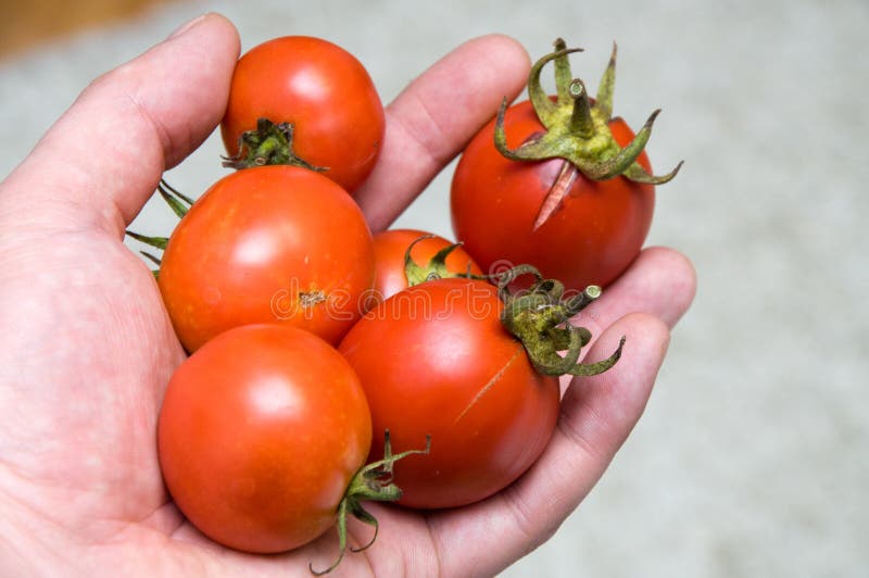 Tomato stock photo. Image of capsicum, cucumber, natural - 60595896