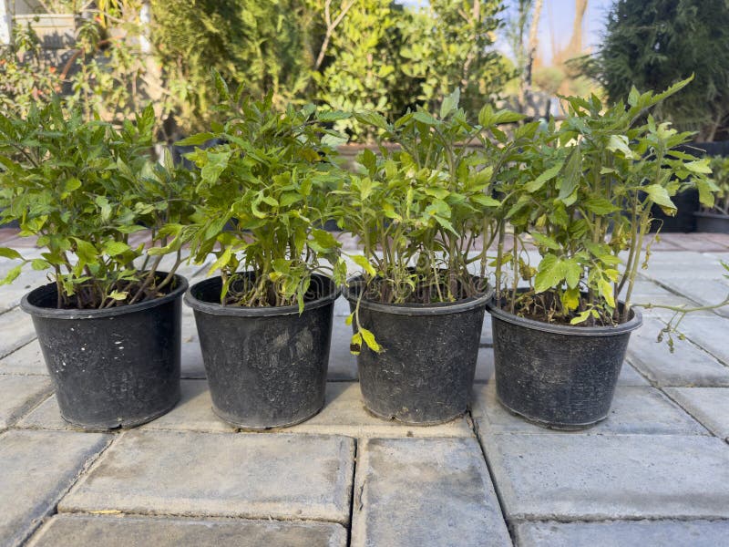 Tomato Small Plants in Pots in a Row Stock Photo - Image of bunch ...
