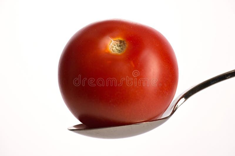 Tomato stock photo. Image of vine, farmer, tomato, serve - 59720450
