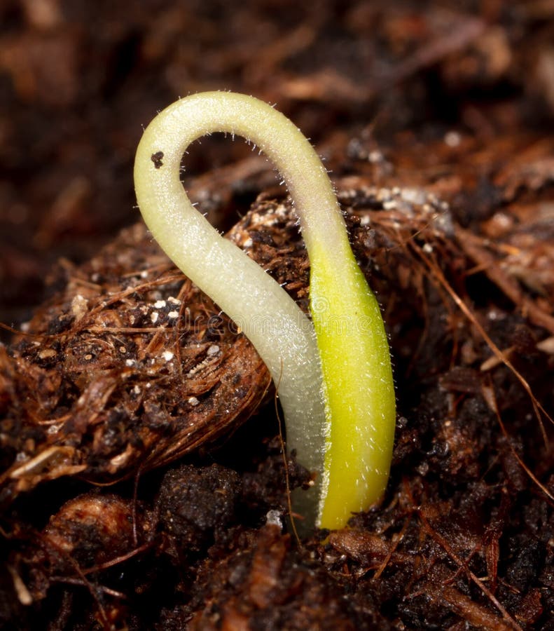 Tomato Sprout Emerges In The Ground Stock Image - Image of grow ...