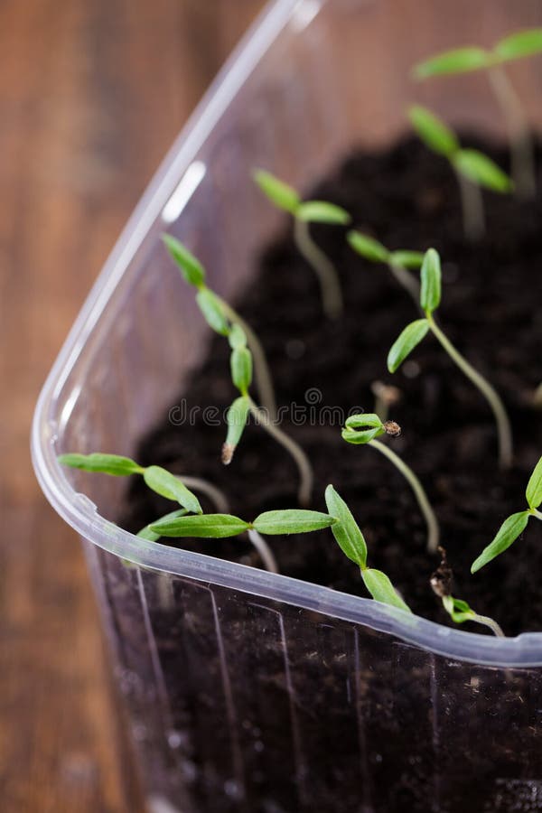 Tomato sprouts, close-up stock image. Image of leaf - 238005477