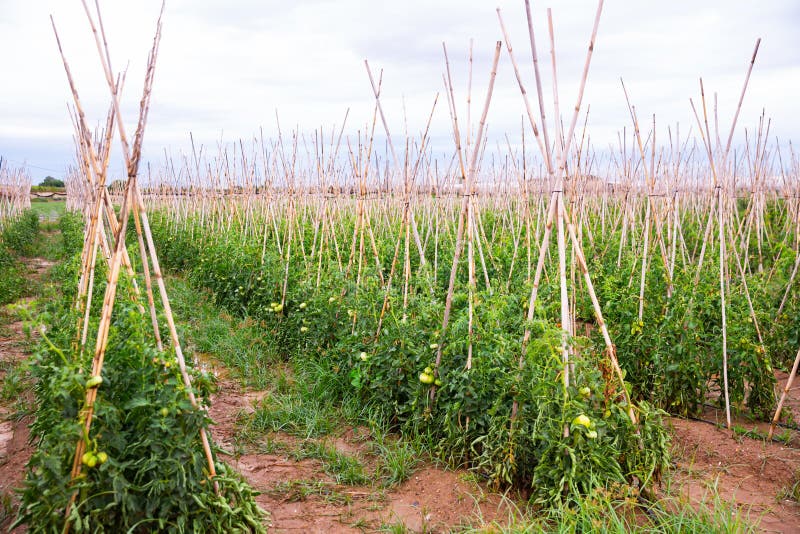 Tomato Sprouts Grow on the Field Using Sticks Stock Image - Image of ...