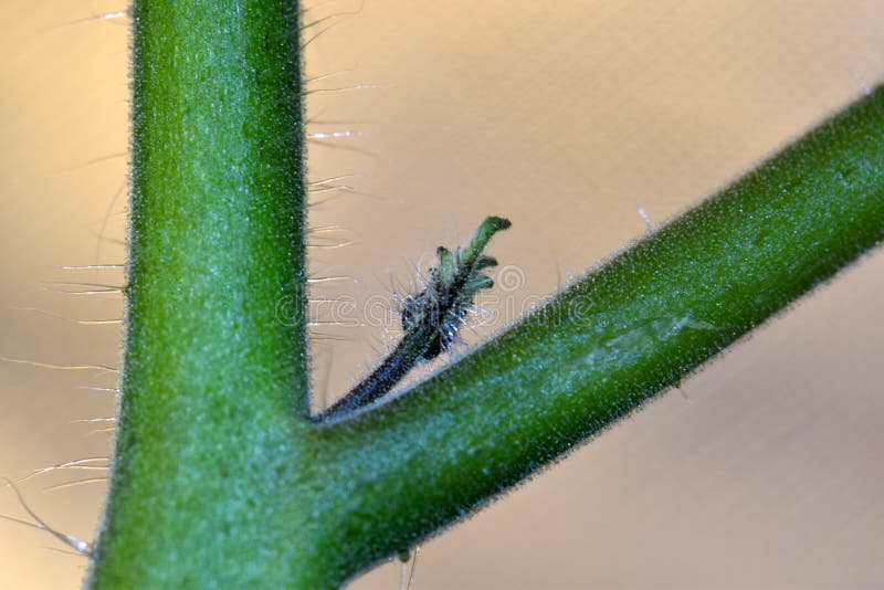 Tomato Stem Bud Leaf 01 stock image. Image of plant - 264732313