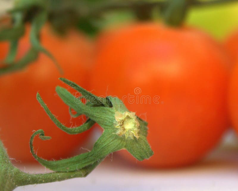 Tomato stem stock photo. Image of coil, grocery, full - 52285410