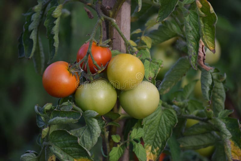 Tomato stick stock photo. Image of growing, plants, tomato - 157656528