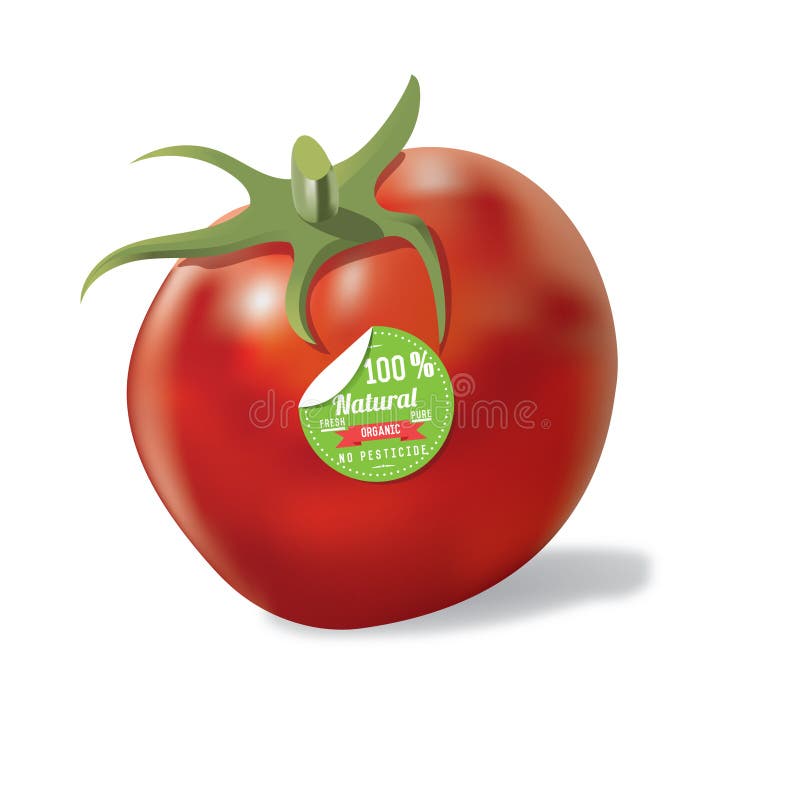 Tomato with Sticker. Vector Illustration Decorative Design Stock Vector ...
