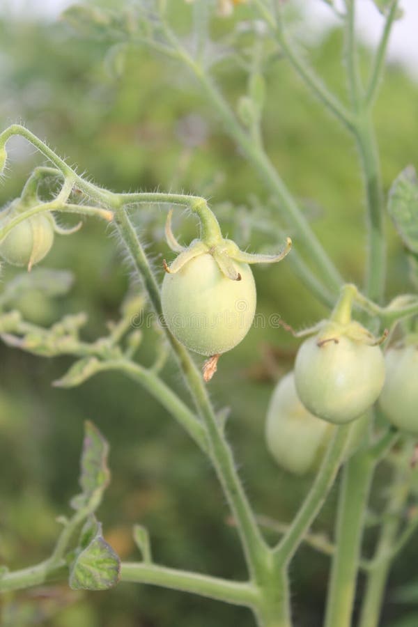Tomato Still in Tree in Indonesia Stock Photo - Image of food, fruit ...
