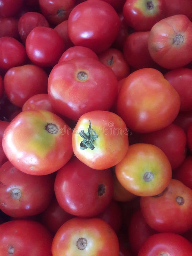 Tomato stock photo. Image of nice, beauty, tomato, looke - 119549580
