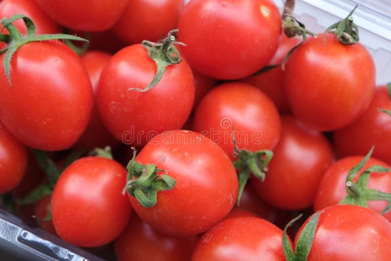 Tomato stock image. Image of originated, fruits, lycopene - 245208305