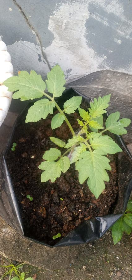 Tomato stock image. Image of tree, tomatothese, garden - 266364287