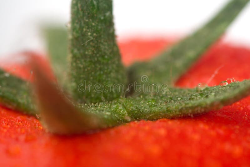 Tomato top stock photo. Image of droplets, stem, freshness - 2663678