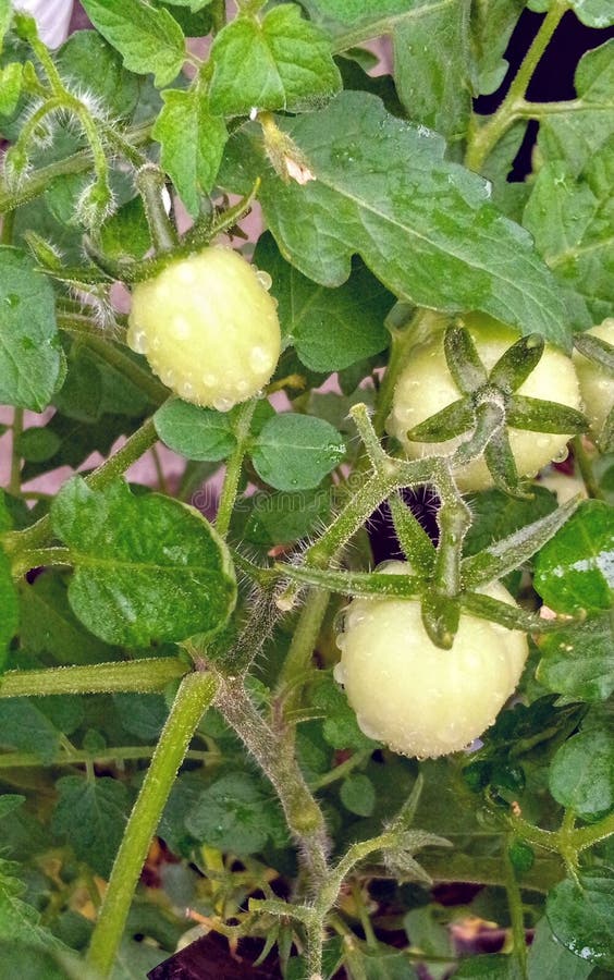 A Tomato Tree that is Bearing Fruit Stock Image - Image of fruit, frui ...