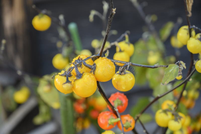 Tomato tree stock photo. Image of background, health - 166375374