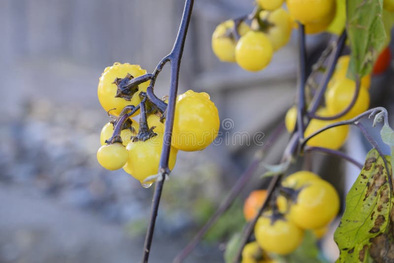Tomato tree stock image. Image of fresh, wallpaper, greenhouse - 166375419