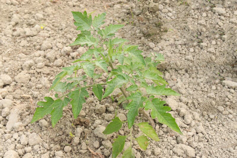 Tomato Tree with Flower in Farm Stock Image - Image of produce, pizza ...