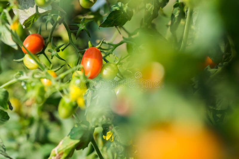 Tomato tree stock image. Image of green, natural, bright - 112282151