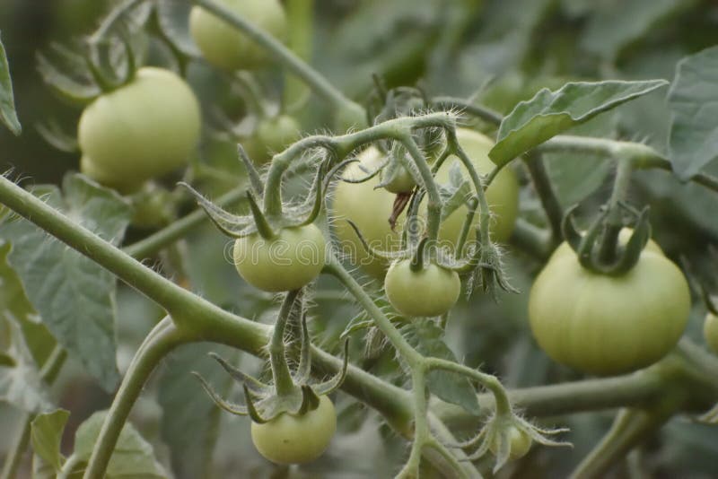 Tomato Tree and Fruit in India or Natural Tomato Fruit Stock Photo ...